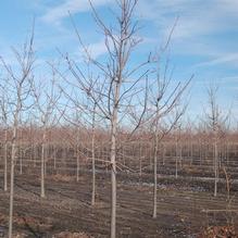 Trees from Kankakee Nursery