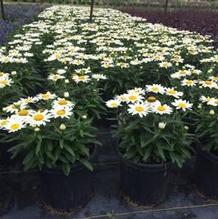 Perennials from Kankakee Nursery