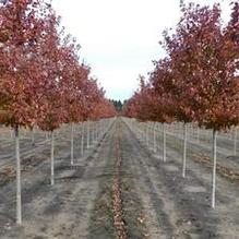 Trees from Kankakee Nursery