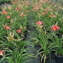 Perennials from Kankakee Nursery