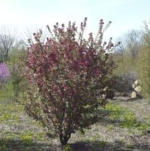 Trees from Kankakee Nursery