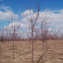 Malus 'Robinson'