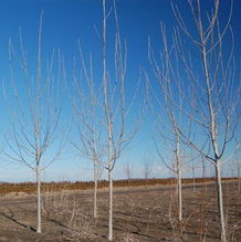 Trees from Kankakee Nursery