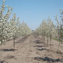 Trees from Kankakee Nursery