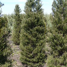 Evergreens from Kankakee Nursery