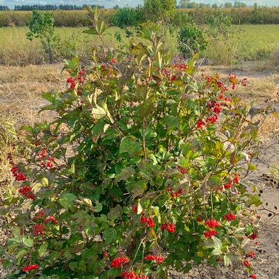 Viburnum trilobum Wentworth American Cranberrybush